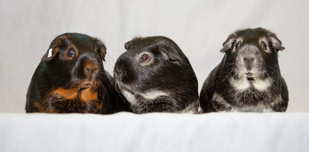 2022 Autumn Stock Show - National Cavy Club