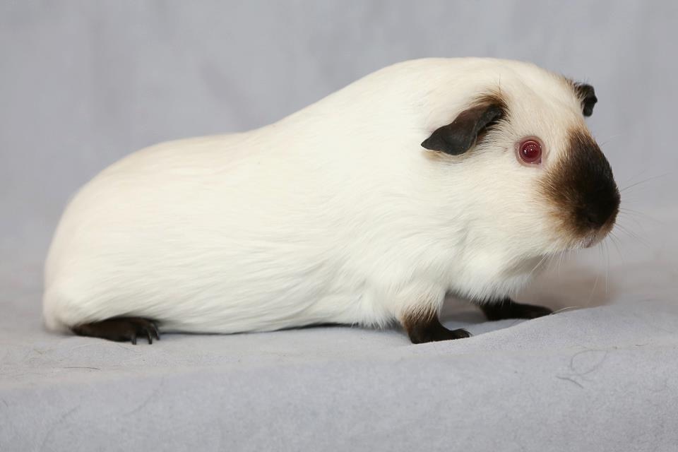 January CAVIES published - National Cavy Club